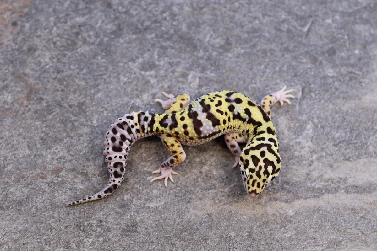 Bold Mack Snow Eclipse Leopard Gecko by B&M Gecko - MorphMarket