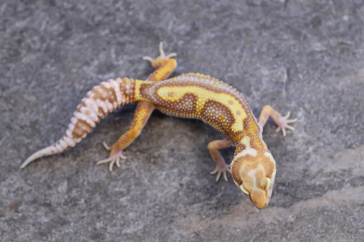 Bold Stripe Mack Snow Rainwater Albino Leopard Gecko by B&M Gecko ...