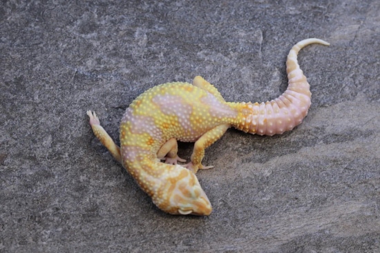 Tremper Albino Montanus Cross Leopard Gecko by B&M Gecko