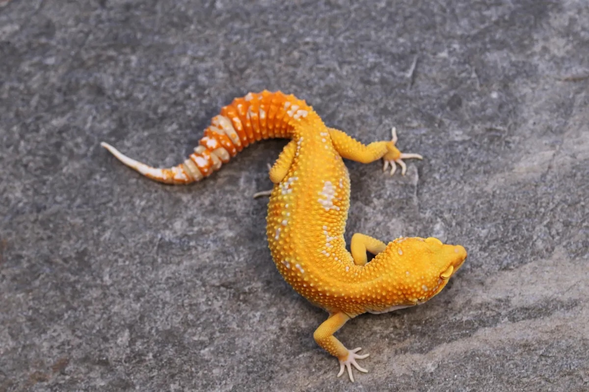 Clown X Red Diamond Leopard Gecko by B&M Gecko - MorphMarket