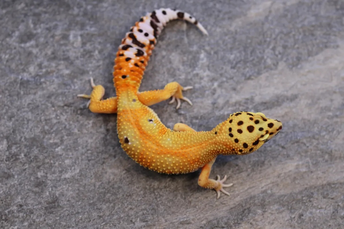 Clown Cross Het Rainwater Albino Leopard Gecko by B&M Gecko - MorphMarket