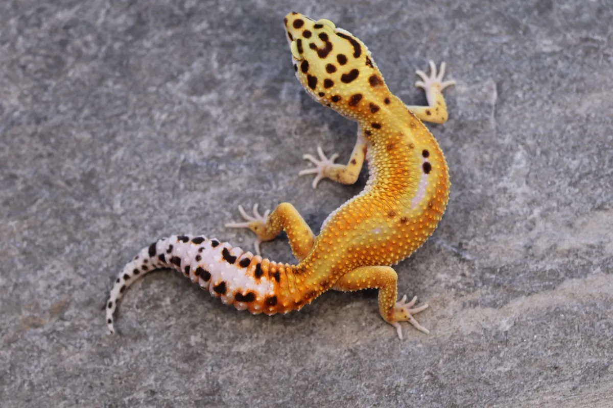 Striped Tangerine Leopard Gecko by B&M Gecko - MorphMarket