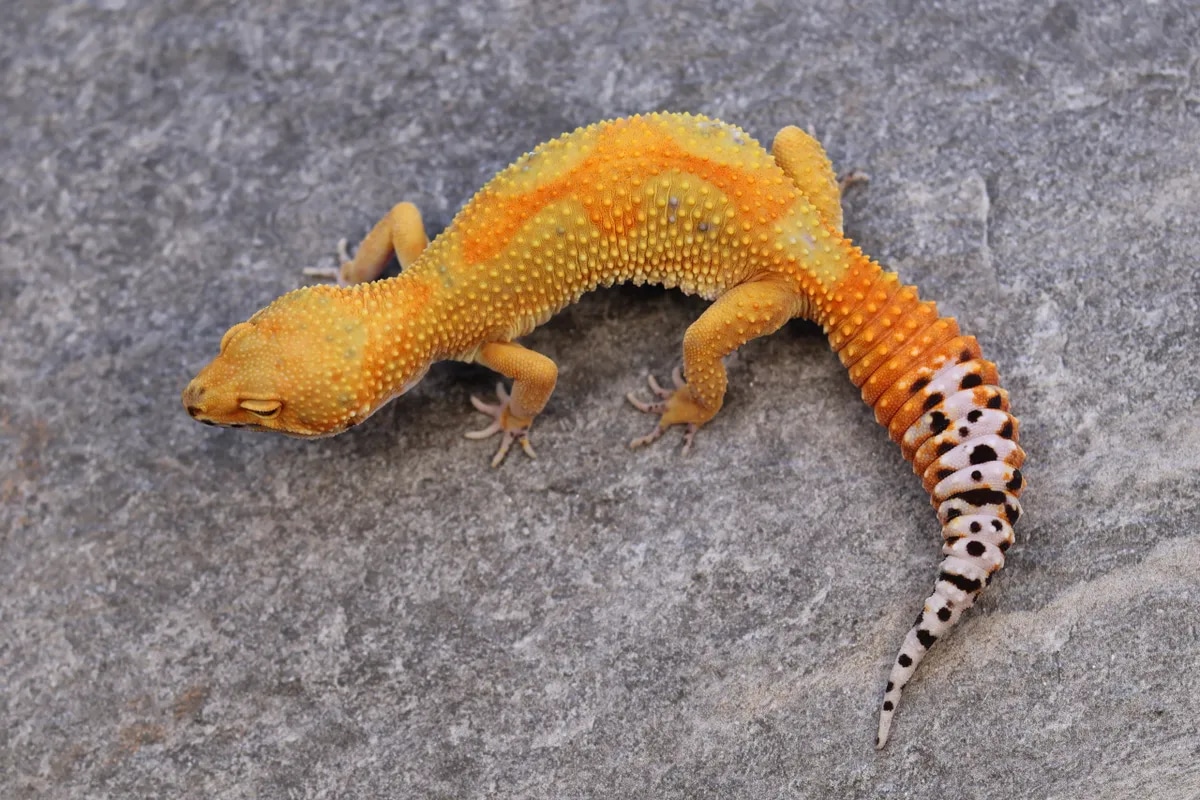 Clown Leopard Gecko by B&M Gecko - MorphMarket
