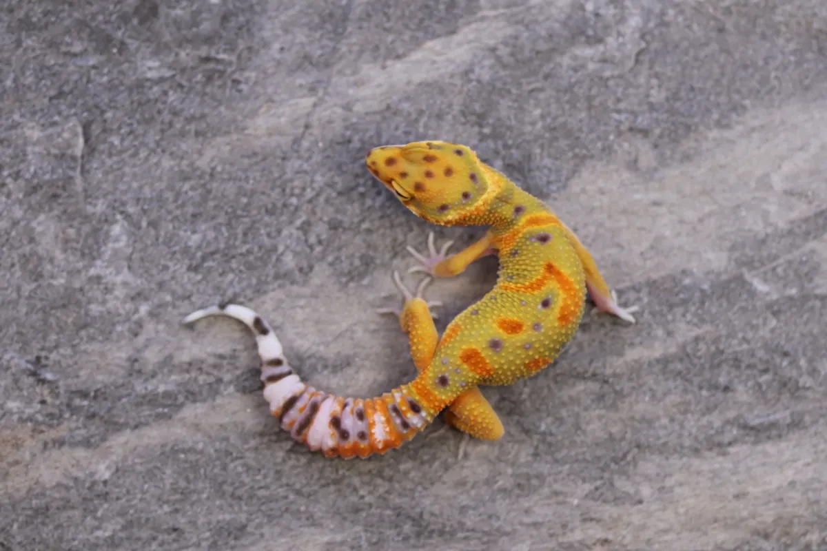 Clown Leopard Gecko by B&M Gecko - MorphMarket