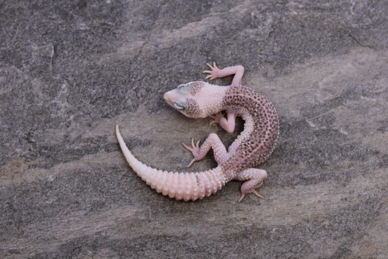 Pied Galaxy Leopard Gecko by B&M Gecko
