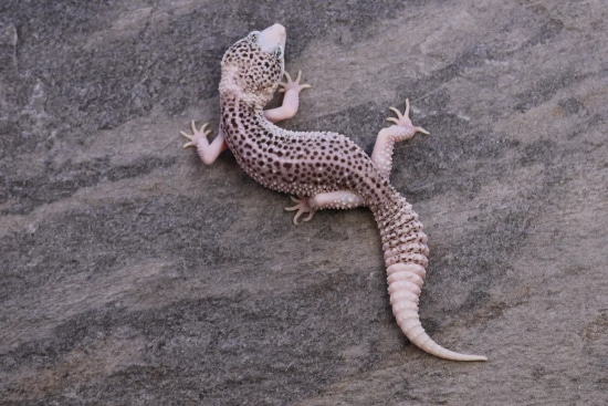 Pied Galaxy Leopard Gecko by B&M Gecko