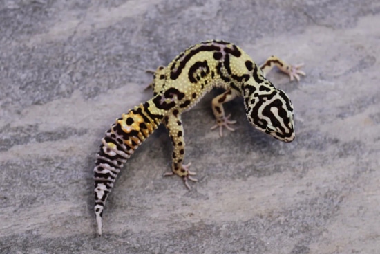 Extreme Bold X Halloween Mask Leopard Gecko by B&M Gecko