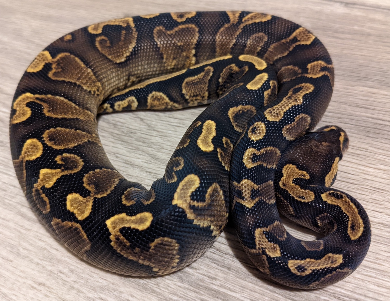 GHI Mystic YellowBelly Ball Python by BoopNoodles - MorphMarket