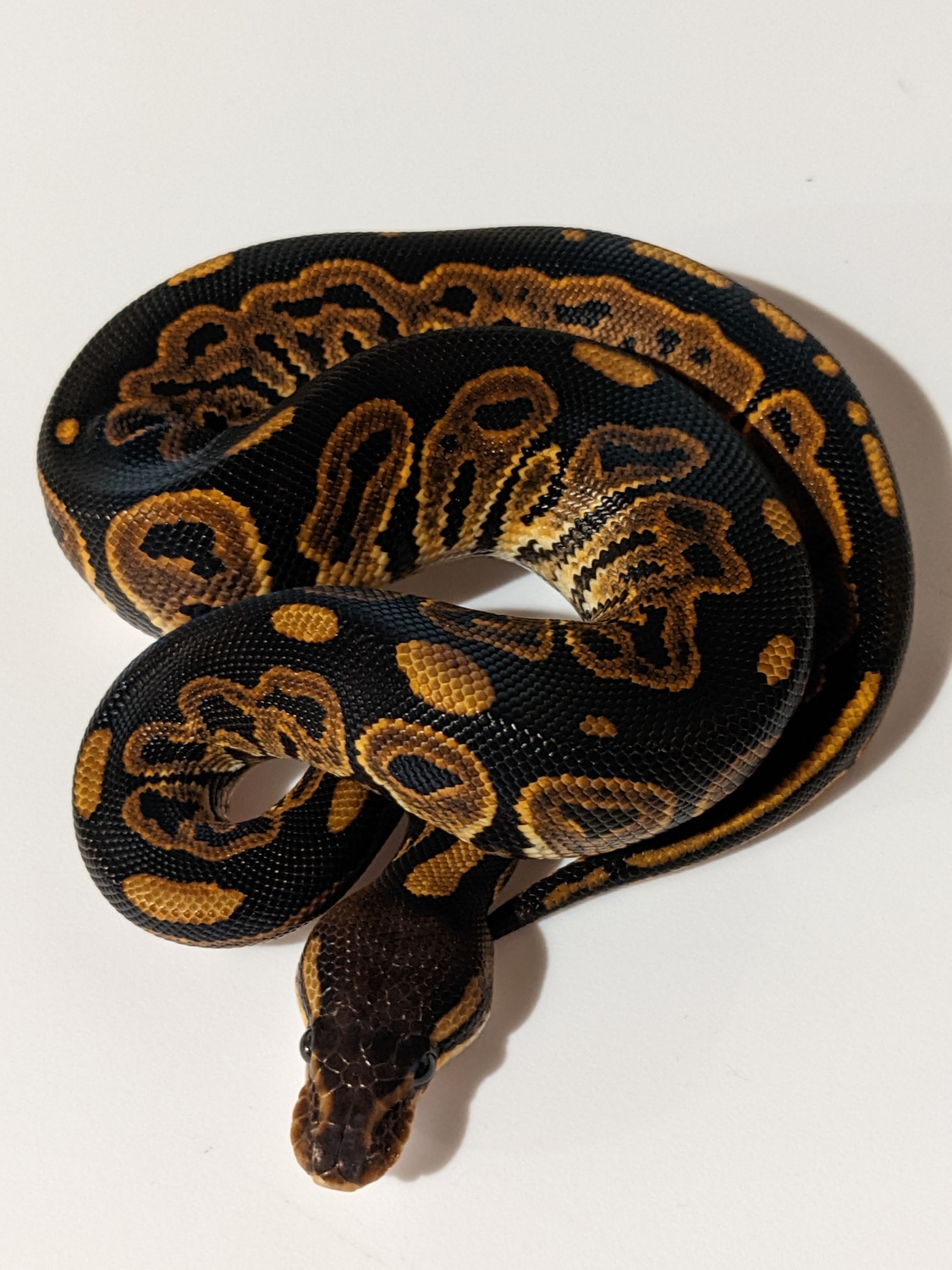 Black Pastel Ball Python by BoopNoodles - MorphMarket