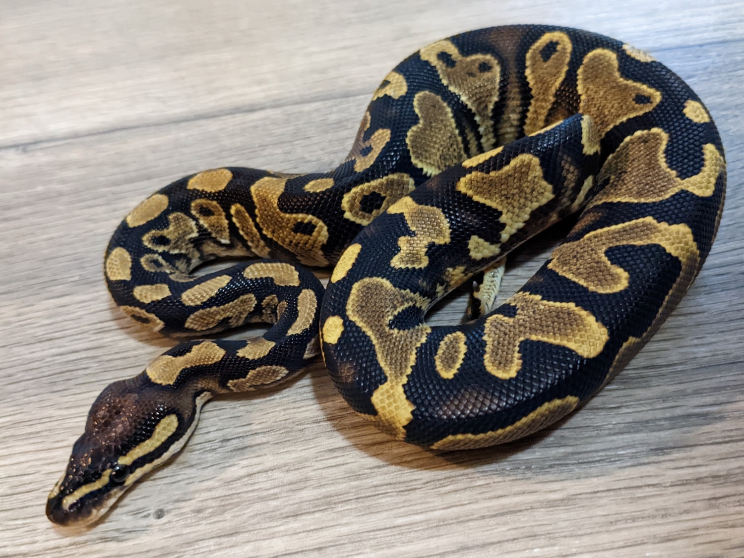 Mystic Orange Dream Asphalt/YellowBelly Ball Python by BoopNoodles ...