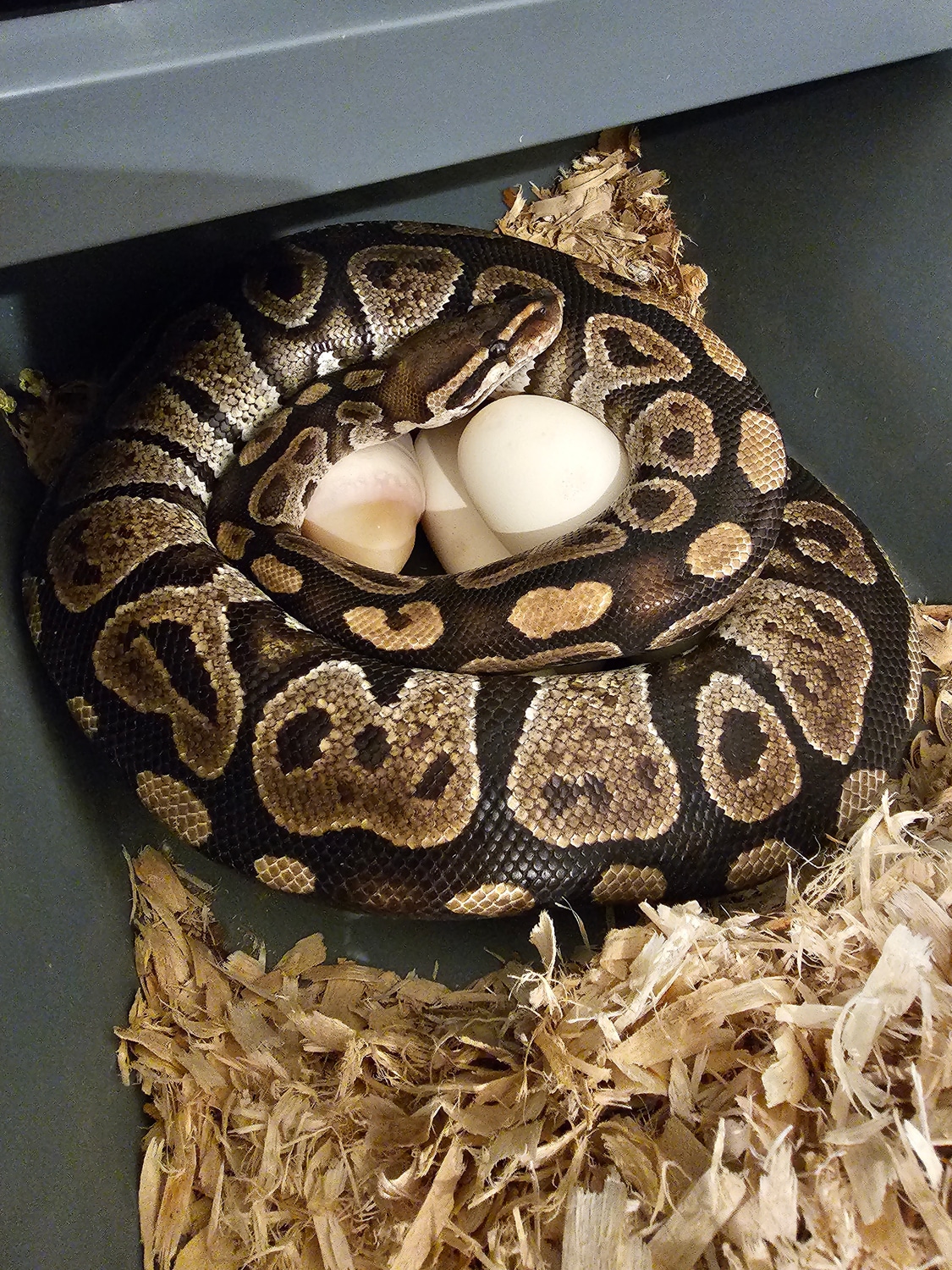 Pixel: Twister Ball Python by BoopNoodles - MorphMarket