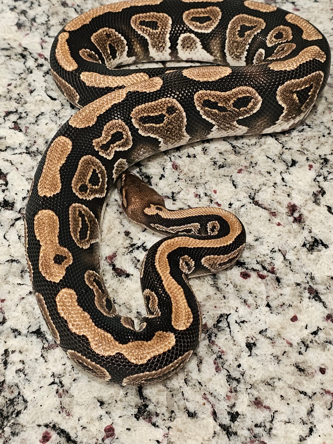 Mahogany Proven Het Albino Ball Python by BoopNoodles - MorphMarket