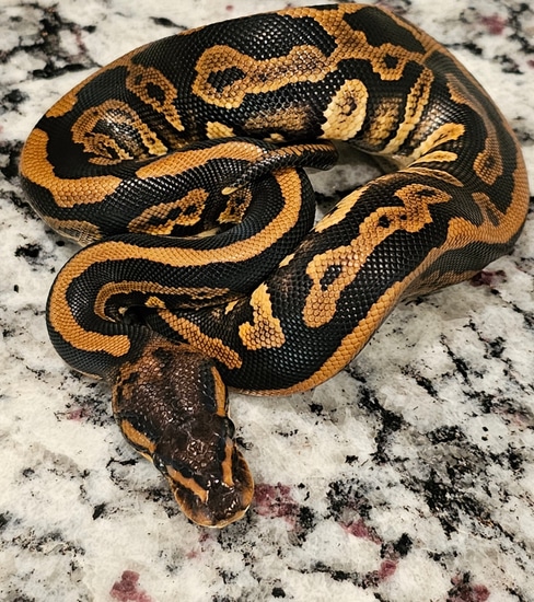 Stranger Leopard Ball Python by BoopNoodles