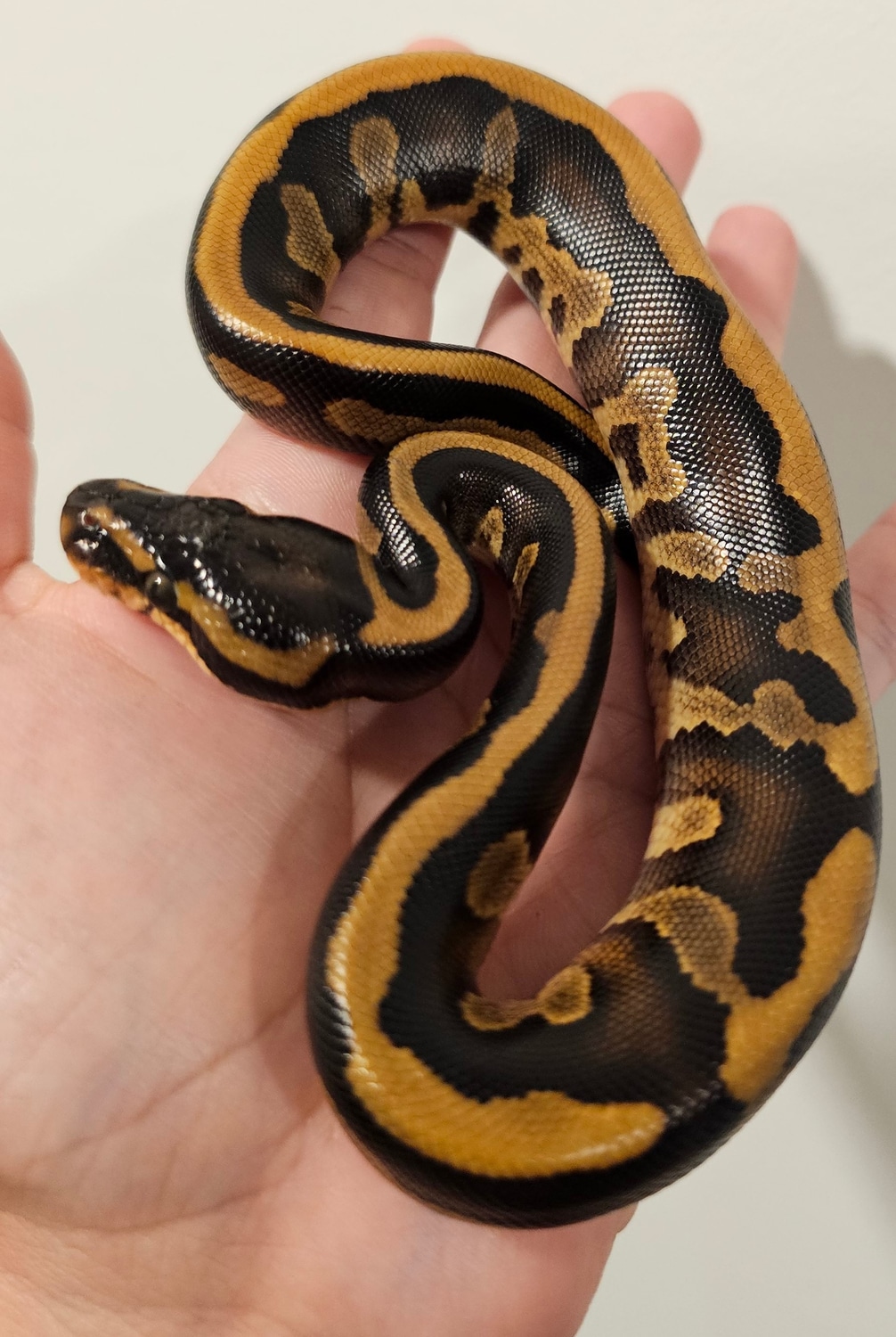 Stranger Leopard Enchi 50% Het Hypo/clown Pos Het VPI Ball Python by ...