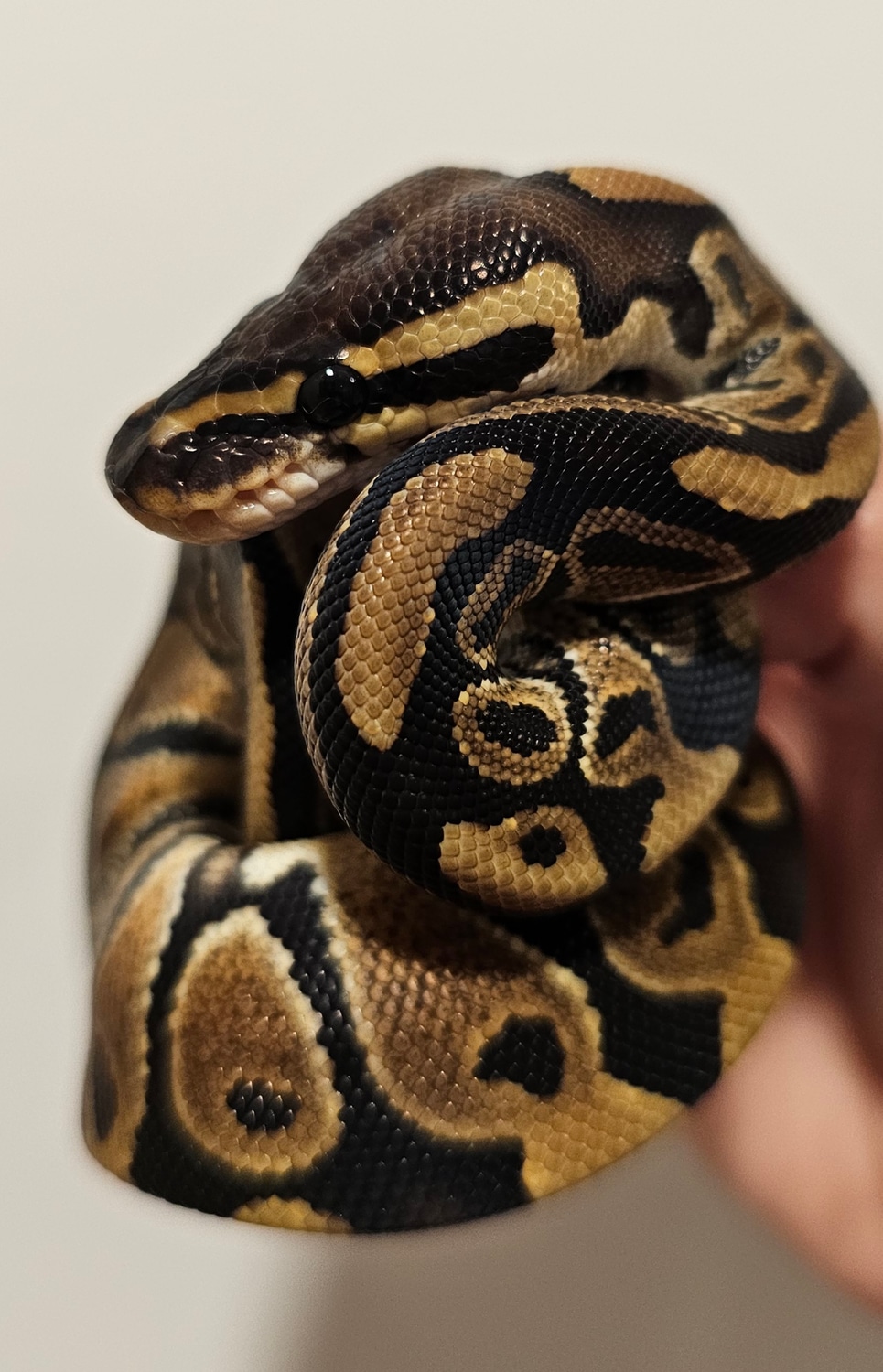 Normal Het Ultramel Ball Python by BoopNoodles - MorphMarket