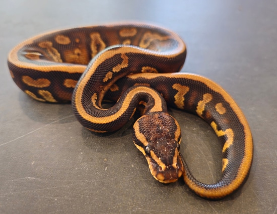Stranger Leopard Yellowbelly 50% Het Hypo/clown Ball Python by BoopNoodles
