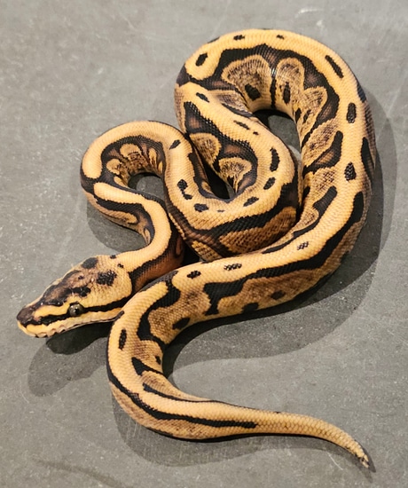 Stranger GHI Spider Yellow Belly Ball Python by BoopNoodles