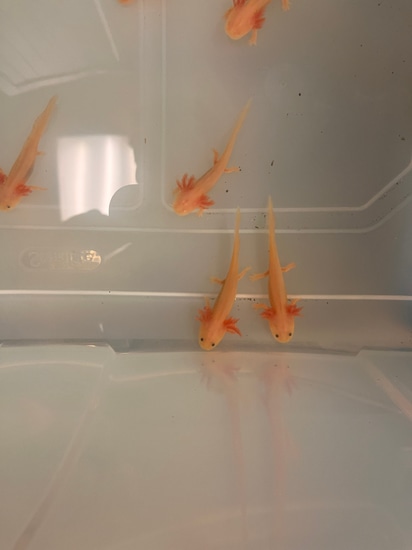 Leucistic Axolotl 4 Inch by Tails and Scales Exotics