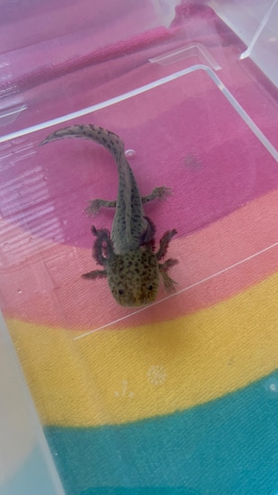 Wild Axolotl 4 Inch by Tails and Scales Exotics