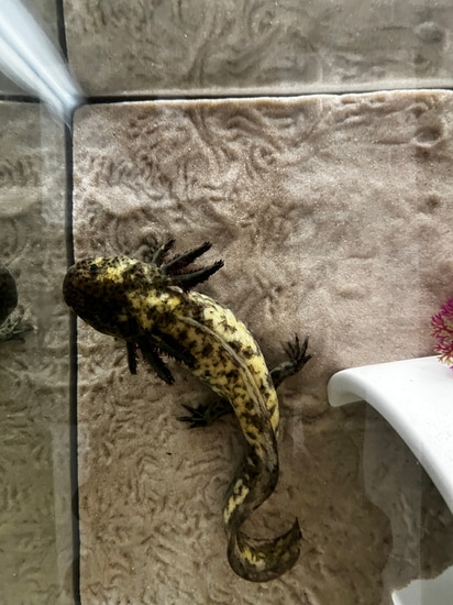 Marbled Mosiac Axolotl by Tails and Scales Exotics
