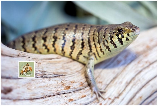 Kenyan Zebra Skink Monkey-Tailed Skink by Tailspinz Geckos