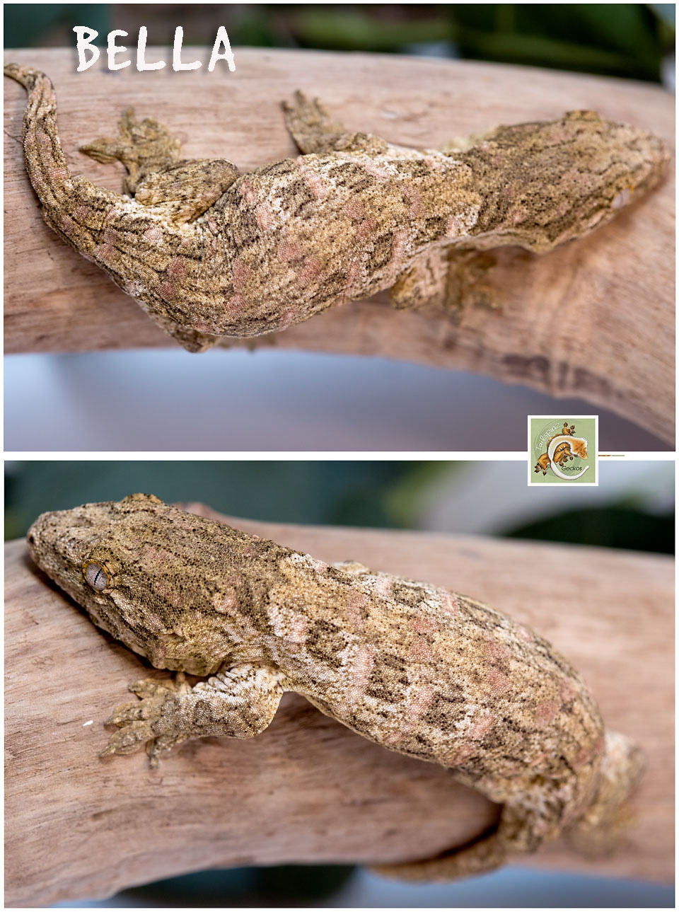 Pure Nuu Ana ( Pinks!!) Leachianus Gecko by Tailspinz Geckos - MorphMarket