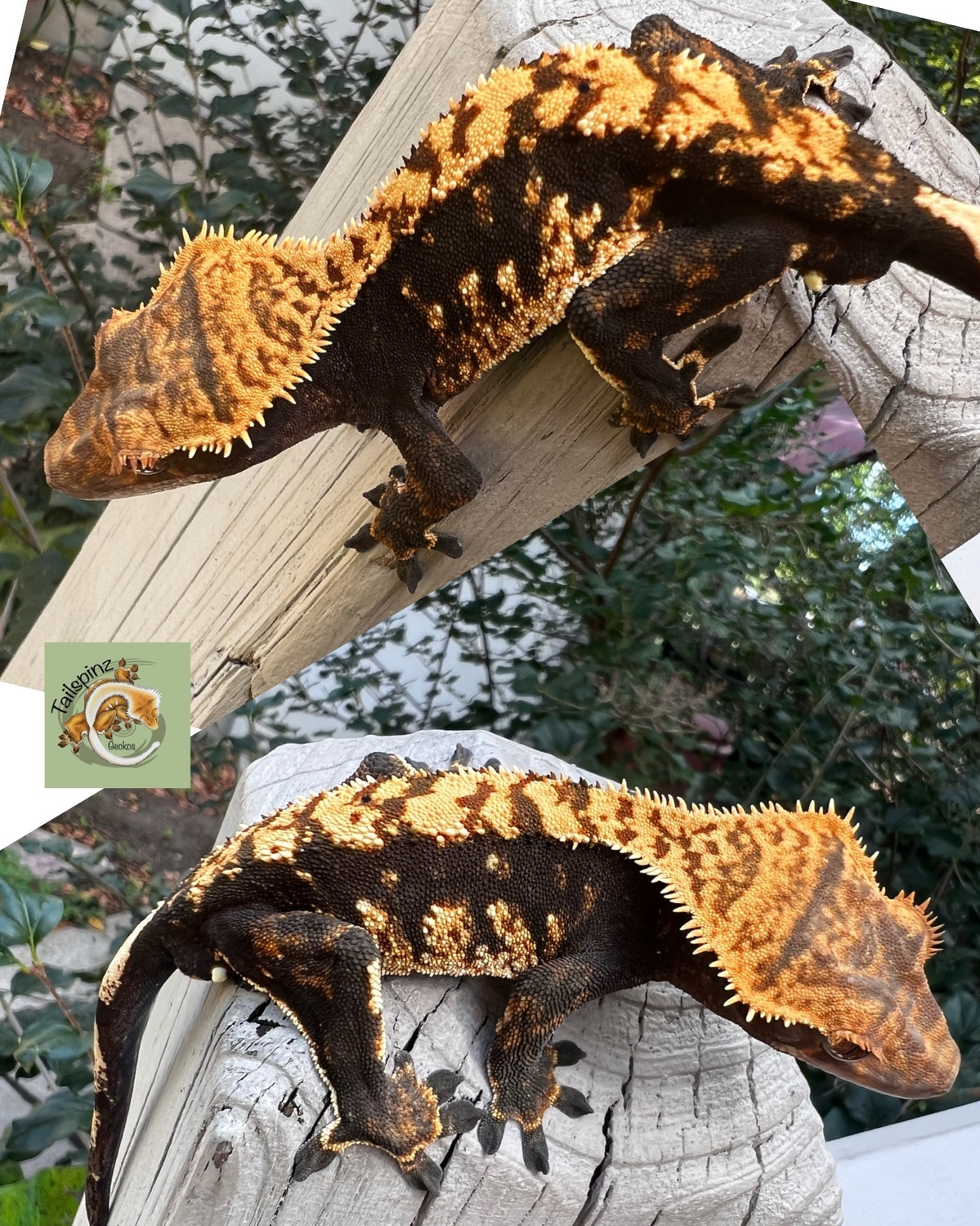 Extra DARK-M Crested Gecko by Tailspinz Geckos - MorphMarket