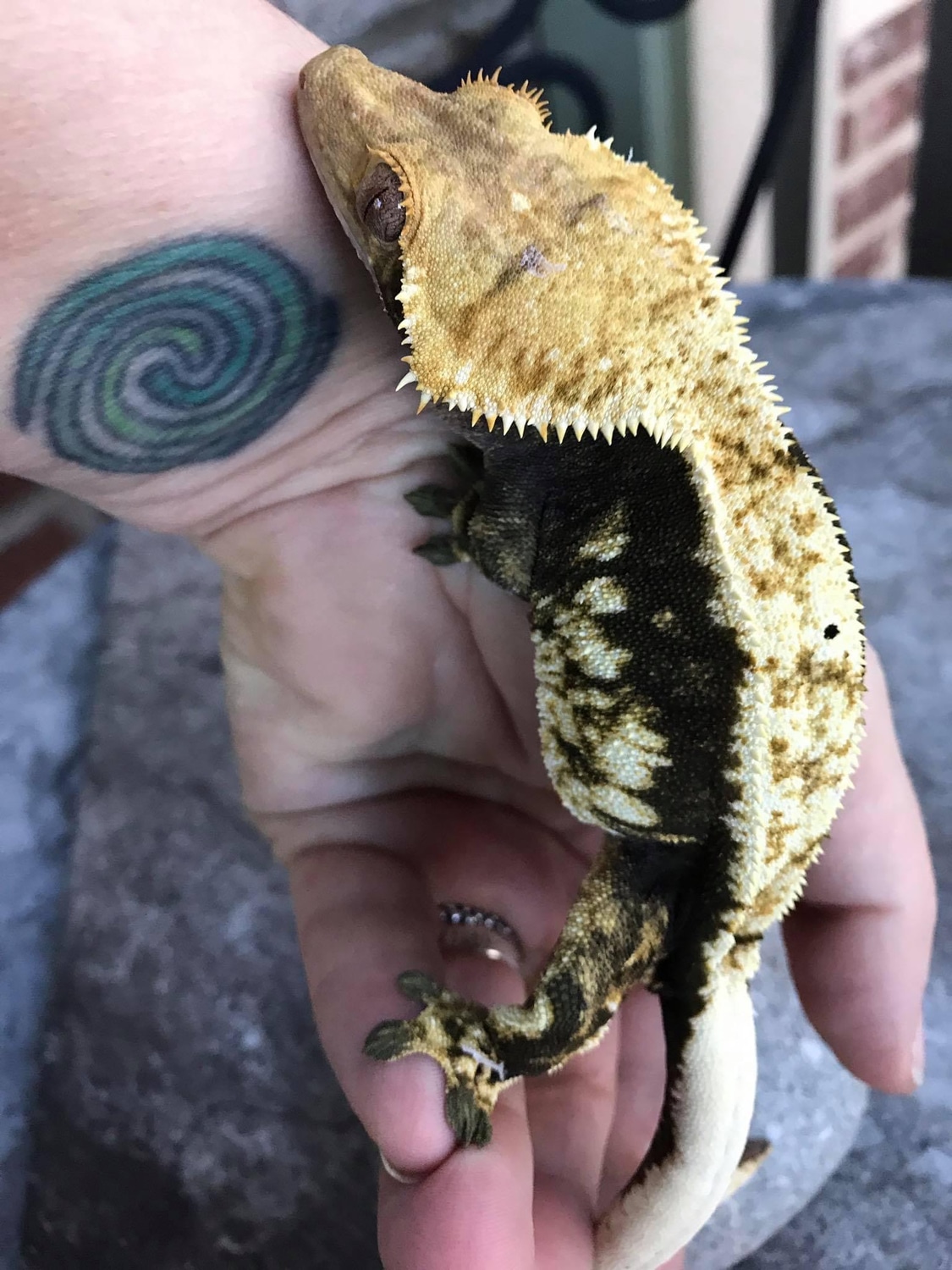 Lavender Cream - Chonk! Crested Gecko by Tailspinz Geckos - MorphMarket