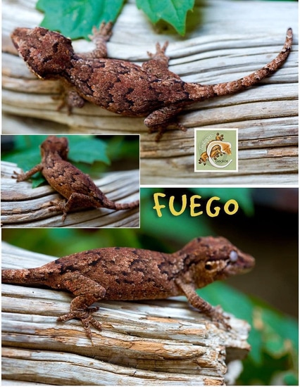 RED Retic (Saturated) Gargoyle Gecko by Tailspinz Geckos