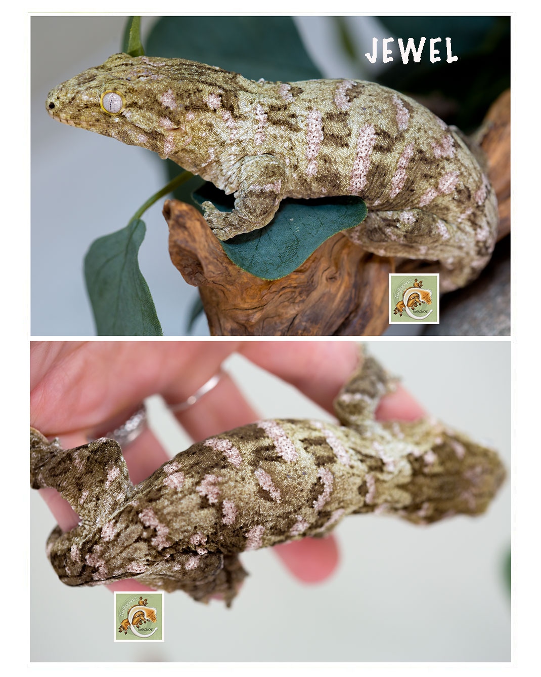 HIGH CONTRAST PINK (Jewel) Leachianus Gecko by Tailspinz Geckos ...