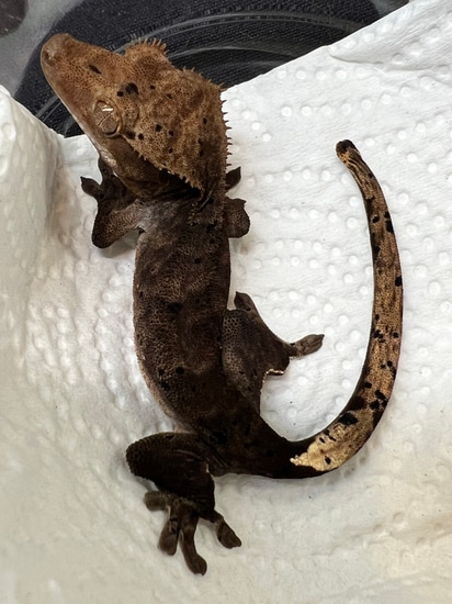 Choc Tiger Dalmatian (Coco) Crested Gecko by Tailspinz Geckos