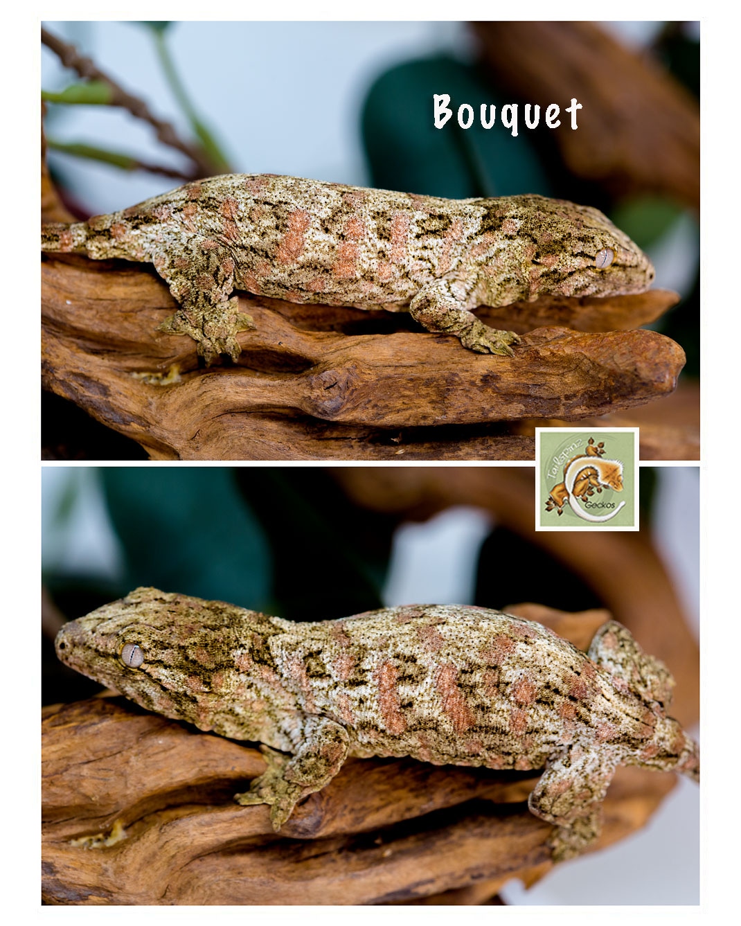 (Free Ship) Nuu Ana / Duu Ana - Color Leachianus Gecko by Tailspinz ...