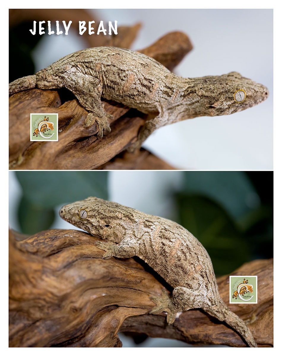 Free Ship) Nuu Ana/duu Ana Leachianus Gecko by Tailspinz Geckos ...