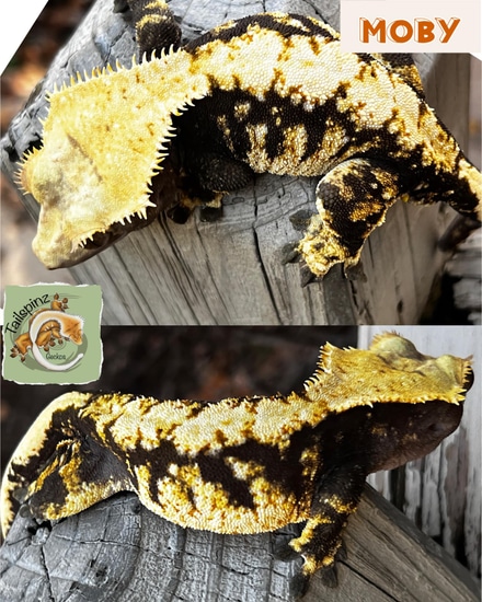 Moby - Lavender Harley Crested Gecko by Tailspinz Geckos