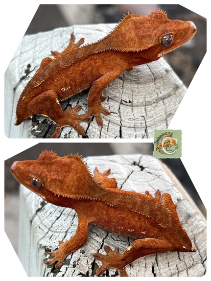 Red Phantom - NICE Crested Gecko by Tailspinz Geckos
