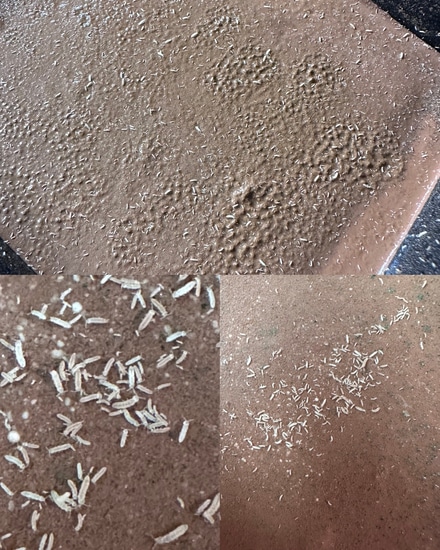 Springtails (Temperate White) More Invertebrate by TAK Exotics