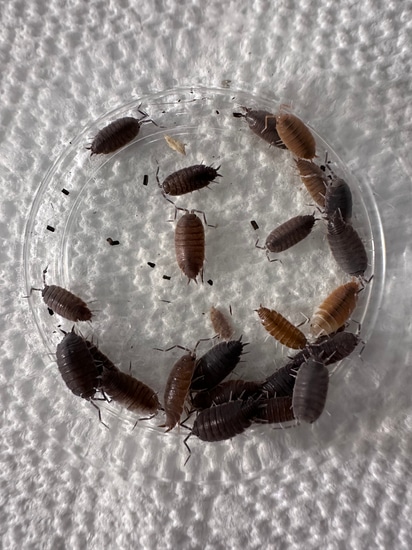 Powder Isopods (Porcellionides Pruinosus) by TAK Exotics
