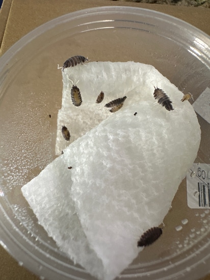 Oreo Crumble Isopods (Porcellionides Pruinosus) by TAK Exotics