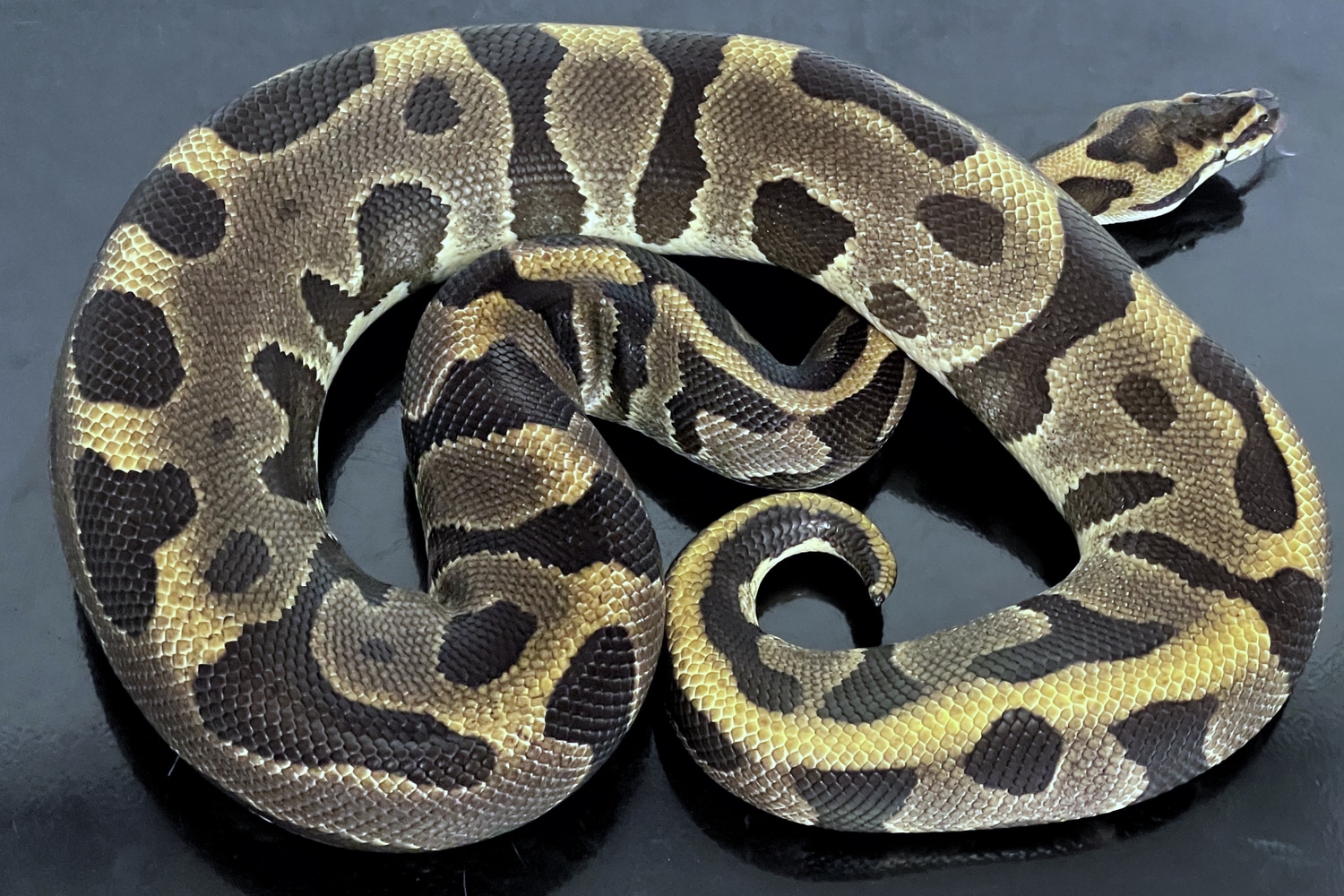 Proven Enchi Leopard Ball Python by Southern California Art of Reptiles ...