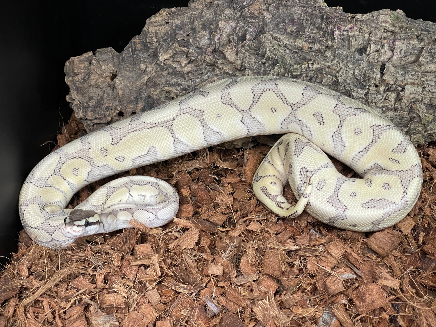 Super Mystic Spider 100% Het Lavender Albino Ball Python by Southern ...