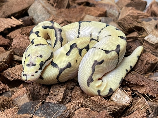Enchi Pastel Spider Desert Ghost Ball Python by Southern California Art ...