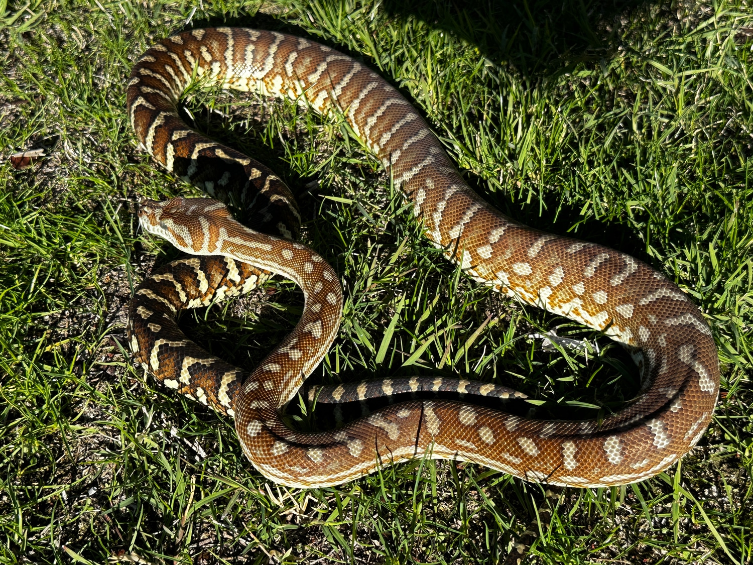 50% Hypo 100% Het G Stripe Poss Het Stonewash Centralian Carpet Python ...