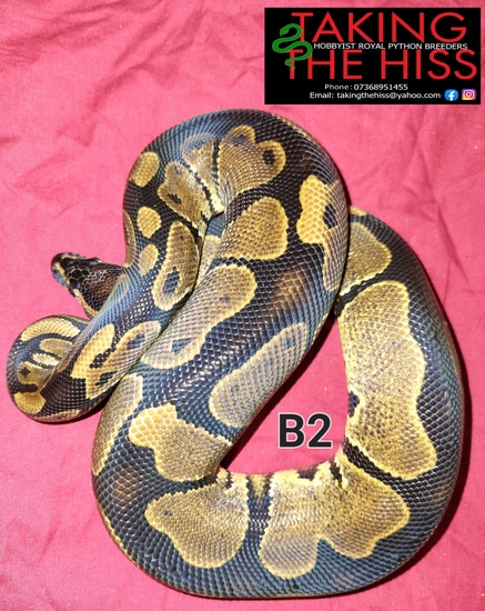 Normal Ball Python by Taking The Hiss