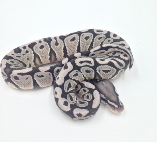 VPI True Ghost Ball Python by Taking Up Serpents