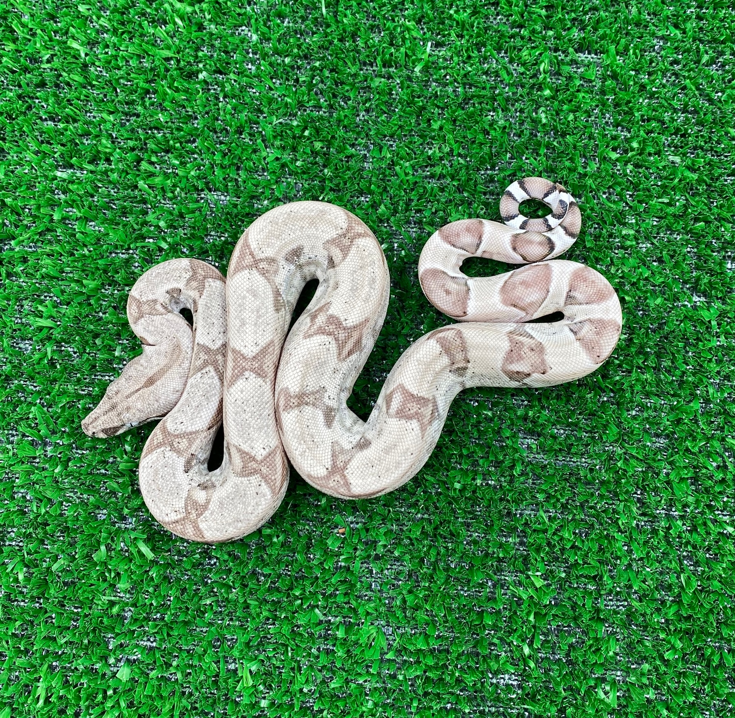 Inferno Pastel Ghost Boa Constrictor by Taking Up Serpents - MorphMarket