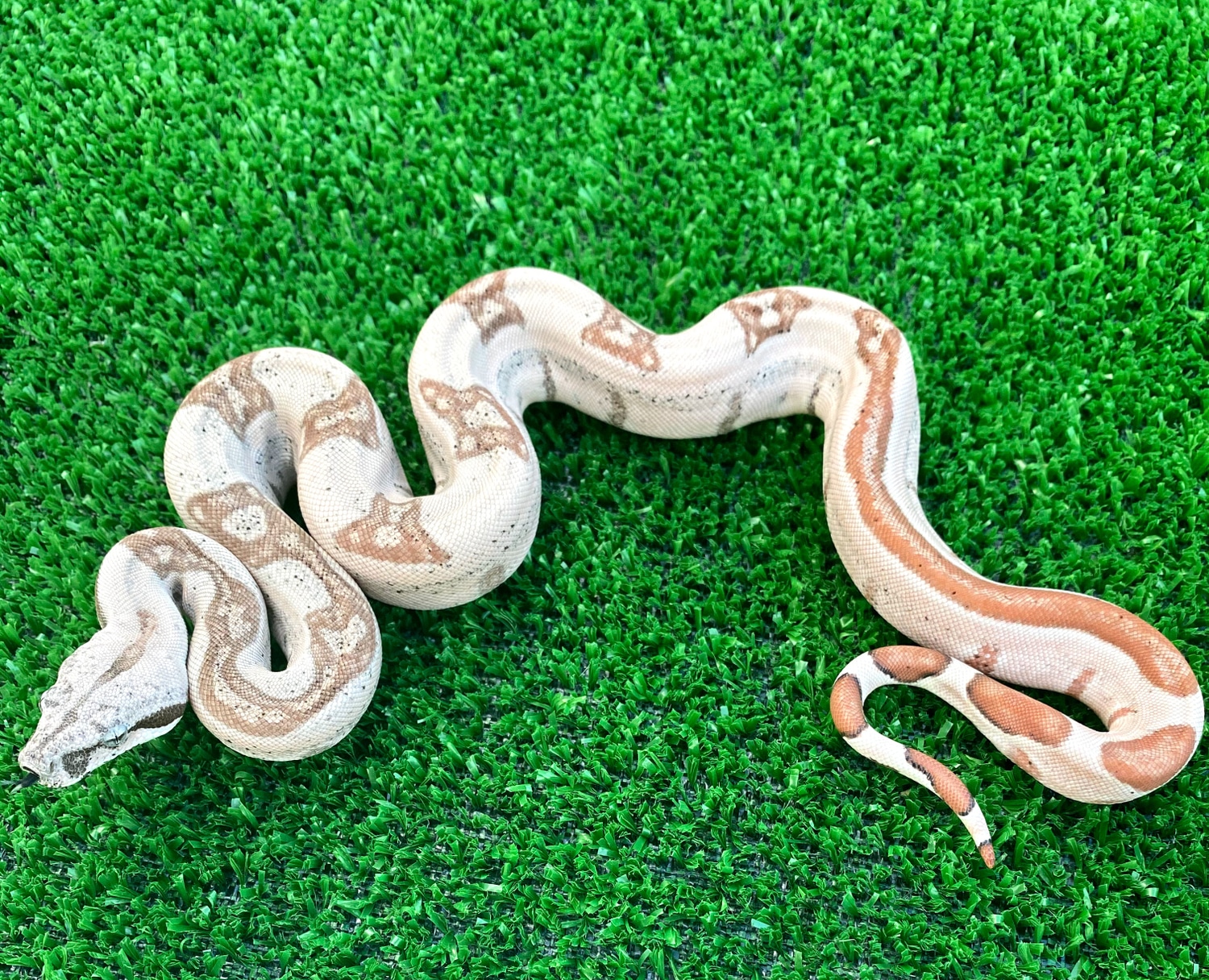 Hypo Dh VPI Snow Boa Constrictor by Taking Up Serpents - MorphMarket
