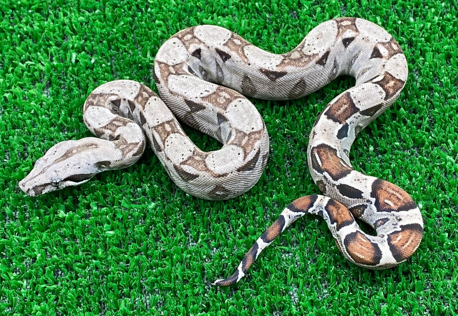 Double Het Snow Boa Constrictor by Taking Up Serpents - MorphMarket