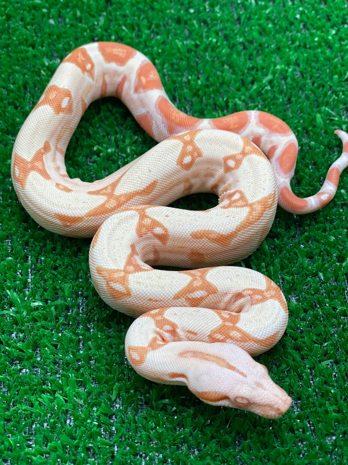Sunglow Kahl Stripe Line Boa Constrictor by Taking Up Serpents ...