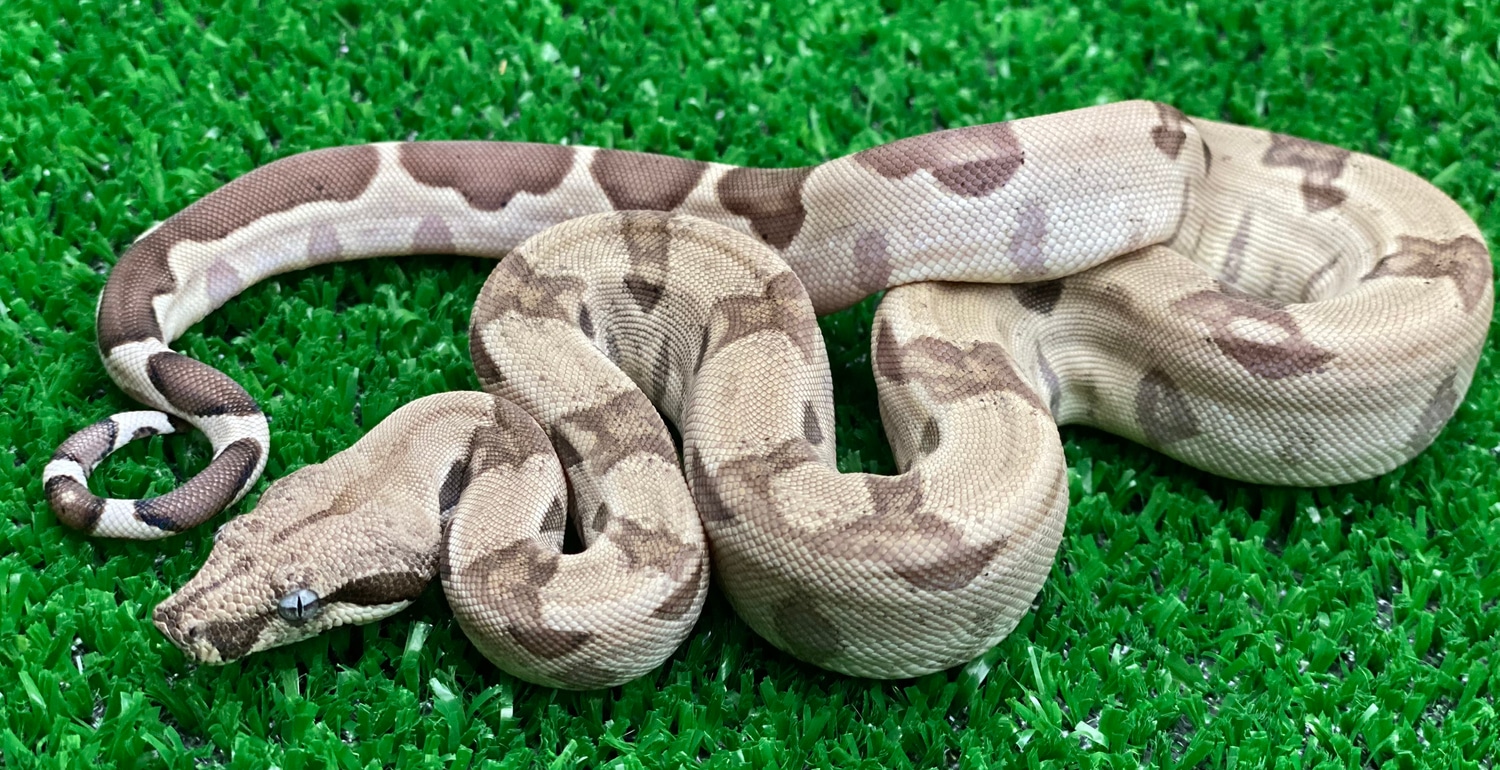 Possible Super Ghost Boa Constrictor by Taking Up Serpents - MorphMarket