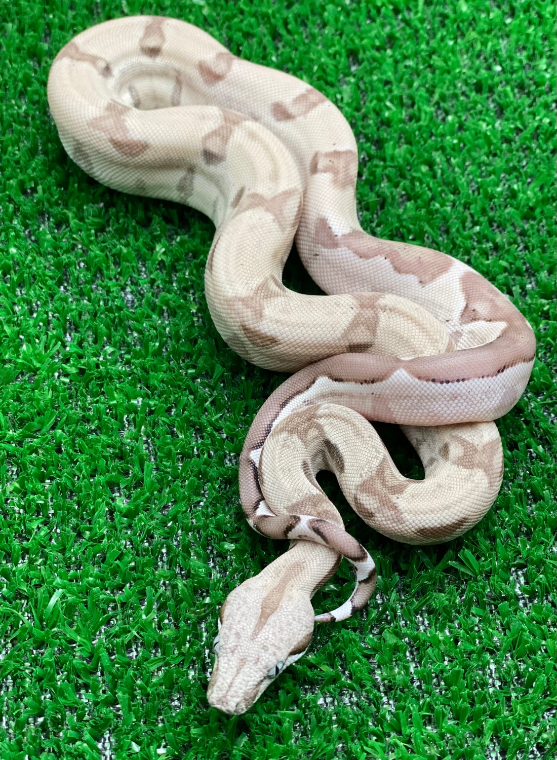 Possible Super Ghost Boa Constrictor by Taking Up Serpents - MorphMarket